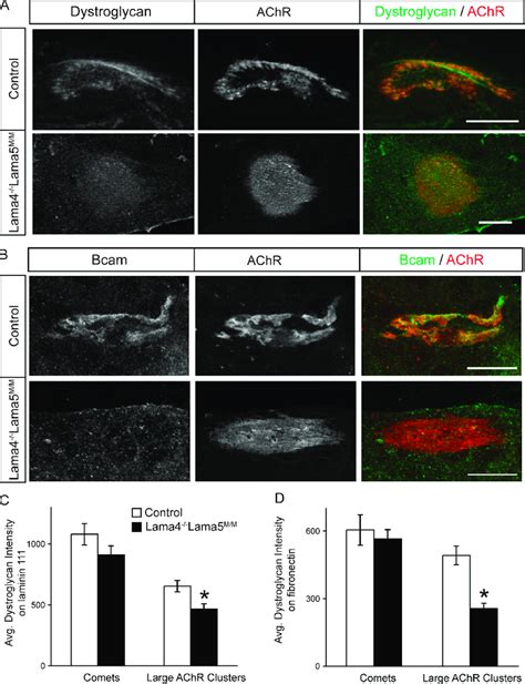 Decreased Dystroglycan And Bcam At Achr Clusters Lacking Laminins 4 And Download Scientific