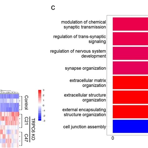 Characterization Of Human Cortical Neurons Generated In Vitro From Download Scientific Diagram