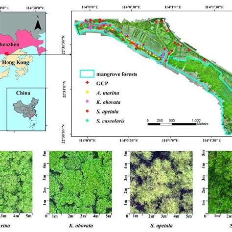 The Classification Of Mangrove Species A And Canopy Height Model