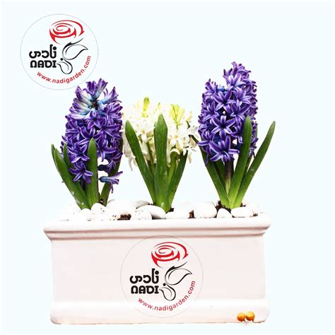 قیمت گل سنبل نادی گاردن