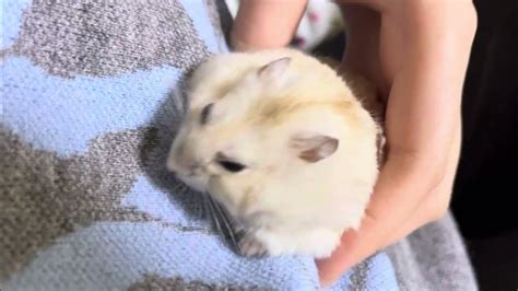 뽀뽀 한 번 해주고 무시하는 햄찌 Youtube