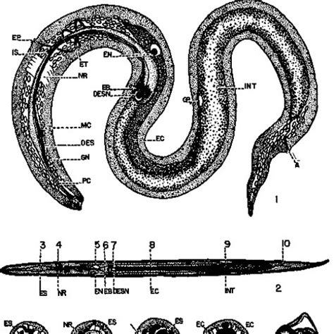 Stream Toxoplasma Gondii Fecal Forms Separated From Eggs Of The Stream Toxoplasma Gondii Fecal Forms Separated From Eggs Of The