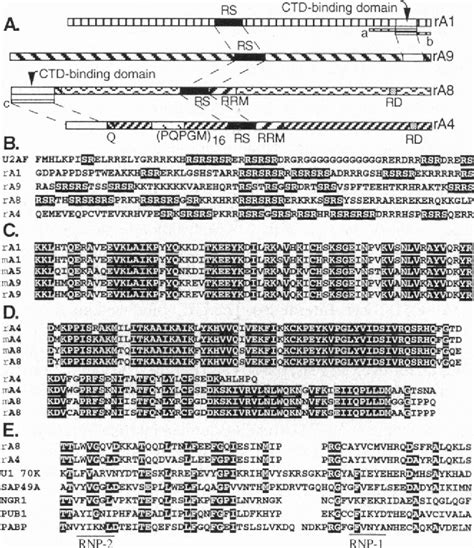 Figure 1 From The C Terminal Domain Of The Largest Subunit Of Rna Polymerase Ii Interacts With A
