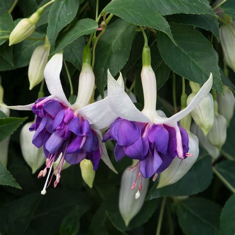 Paula Jane Fuchsia Pahls Market Apple Valley Mn Paula Jane Fuchsia Pahls Market Apple Valley Mn