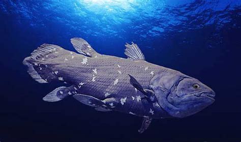 Last South African Coelacanths Threatened By Oil Exploration