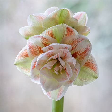 Buy Amaryllis Nymph Hippeastrum Sarah Raven