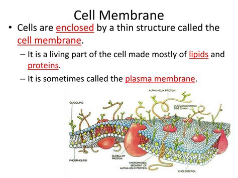 Cell Membrane Structure And Function Ppt