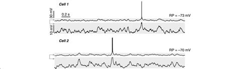 Representative Conventional Whole Cell Recordings Spontaneous Activity