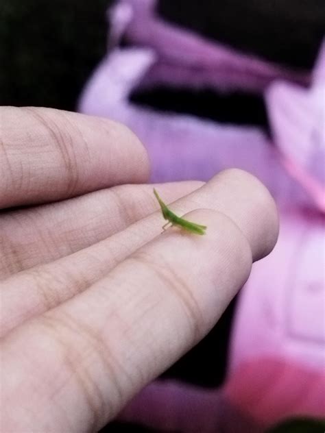 Whats This Small Grasshopper Called Found At Laguna Philippines