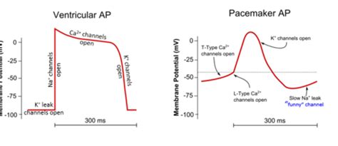 3 Pacemaker Cells And Cardiac Excitation Flashcards Quizlet