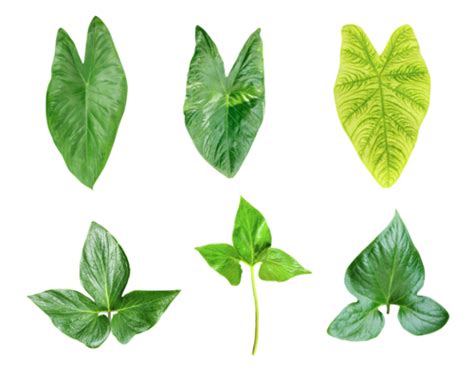 Leaves Shapes Pngs For Free Download