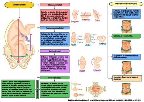 Estática Fetal Y Feto En El Canal Del Parto Situación Fetal Describe La Relación Del Eje Largo