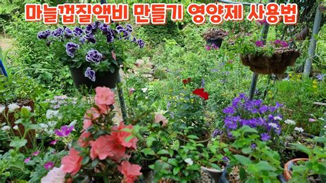 마늘껍질액비 만들기 화초에 사용하기 주의점 영양제 사용법 Youtube