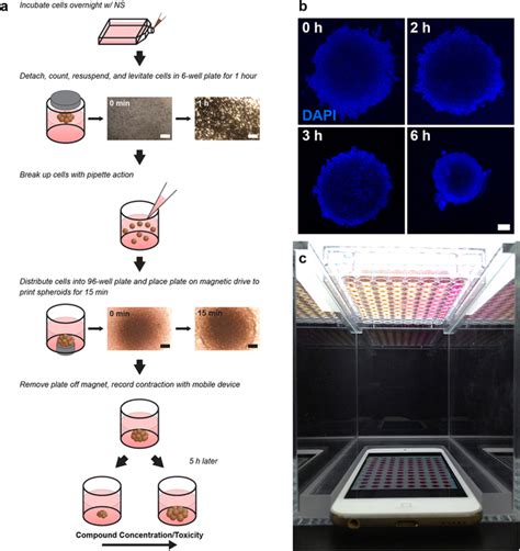 Magnetic 3d Bioprinting Methods And Techniques Facellitate