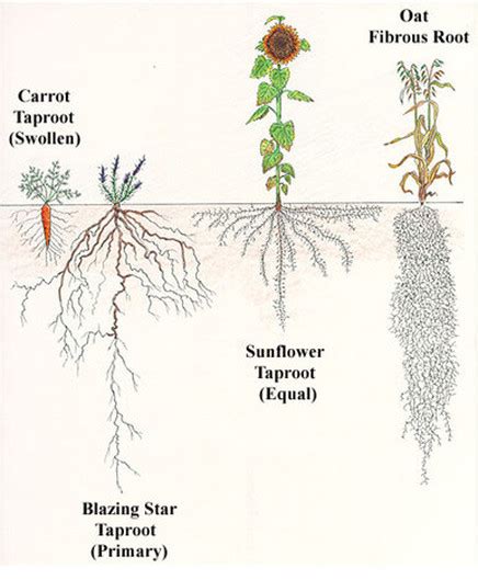 Primary Root System Primary Root System