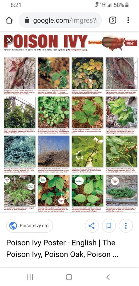 Poison Ivy Identification Guide