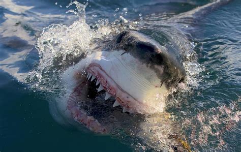 Jason Momoa Hosts Discoverys Shark Week Featuring Feeding Frenzies And Junkie Sharks