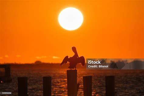 호수 물과 큰 석양 태양 위에 밝은 오렌지색 일몰 하늘을 배경으로 나무 울타리 기둥 위에 날개를 펼친 외로운 펠리컨 새의 실루엣 기둥에 대한 스톡 사진 및 기타 이미지