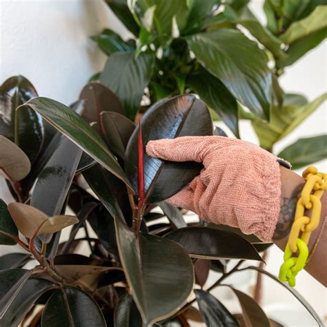 Microfiber Leaf And Plant Cleaning Gloves We The Wild Plant Care Usa