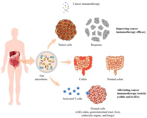 The Diversity And Composition Of The Gut Microbiome Can Impact The Download Scientific Diagram