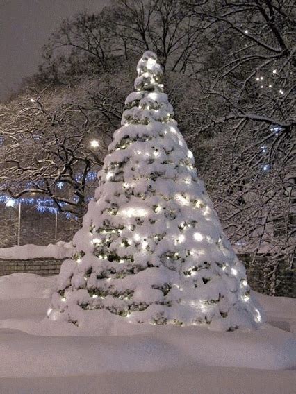 Twinkling Snow Covered Tree Pictures Photos And Images For Facebook Tumblr Pinterest And