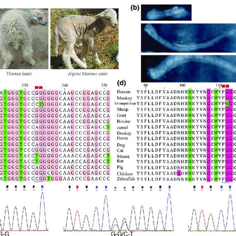 Pdf Two Linked Tbxt Brachyury Gene Polymorphisms Are Associated