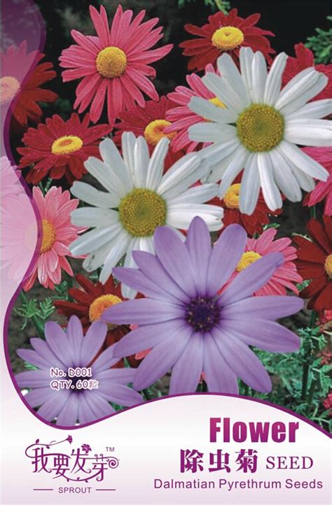 60 Seeds Pack Mix Pyrethrum Robinsons Flowers Tanacetum Coccineum