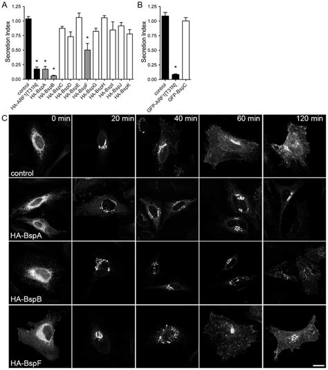 Ectopic Expression Of Bspa Bspb And Bspf In Hela Cells Interferes With