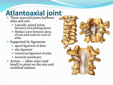 Ppt Arthrology And Joints Of Bones Of Trunk Powerpoint Presentation