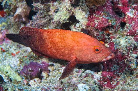 Cephalopholis Nigripinnis • Fish Sheet