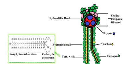 Gambar 4 Struktur Umum Dan Konstituen Fosfolipid Alagumuthu Et Al 2019 Download