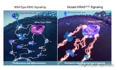 什么是恶性肿瘤中kras基因突变、检测方法、靶向及联合治疗策略以及未来临床诊疗的探索！ 知乎