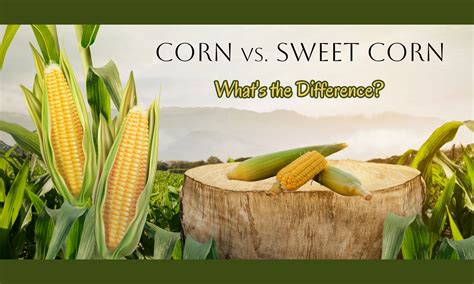 Corn Vs Sweet Corn Whats The Difference The Coconut Mama