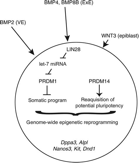 Sex Determination In Mammalian Germ Cells Extrinsic Versus Intrinsic