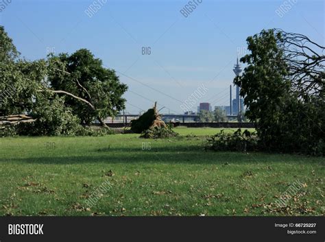 Fallen Tree Blown Over Image Photo Free Trial Bigstock