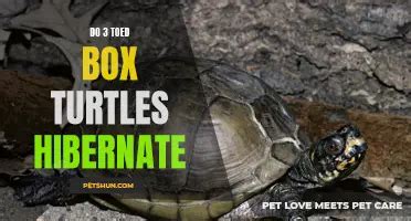 Understanding Brumation In Box Turtles A Guide To Their Winter