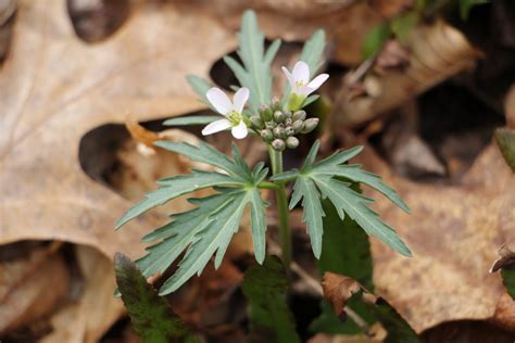 The Preserves Spotlight Species Spring Ephemerals Part 2 Virginia
