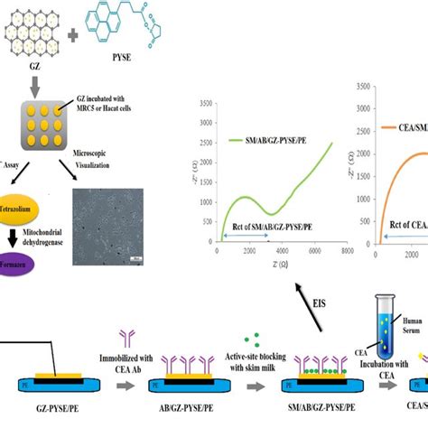 Fabrication Of The Cea Immunosensor The Detection Was Governed By The