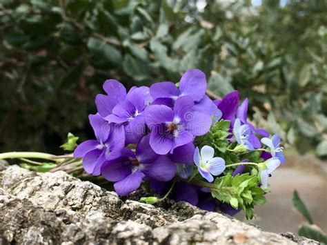 Violet Flowers On Tree Bark Stock Image Image Of Nature Green 113369651