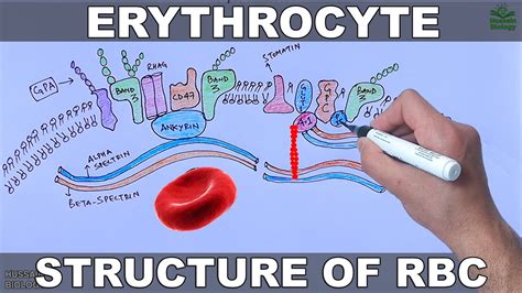 Erythrocytes Structure And Diseases Youtube