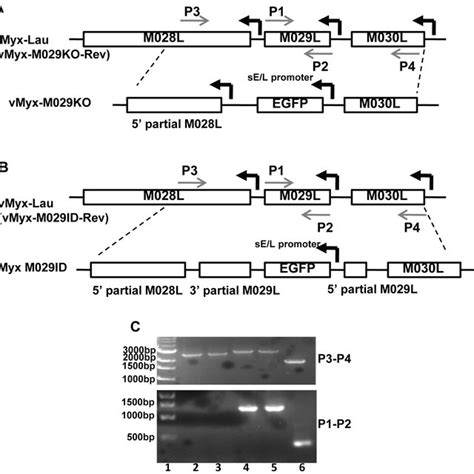 Rha Dhx9 Is Required For The Rescue Of M029 Defective Myxv Replication Download Scientific