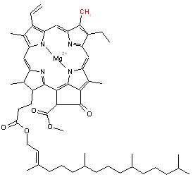 La Chlorophylle