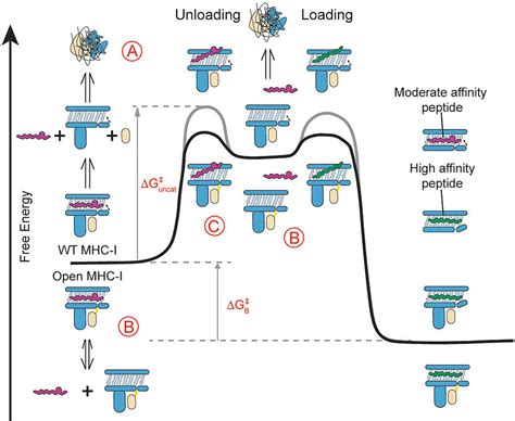 Researchers Develop Universal MHC Molecules That Can Be Produced