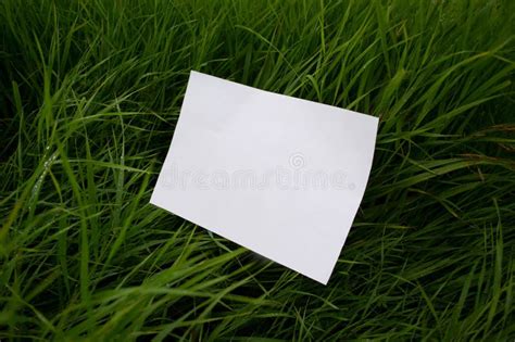 Mockup Of White A4 Sheet On Green Grass In Raindrops With Scattered