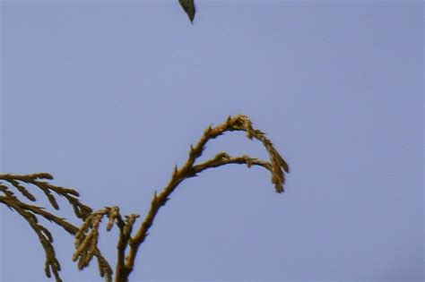 Shoreline Area News Small Hovercraft Spotted In Shoreline