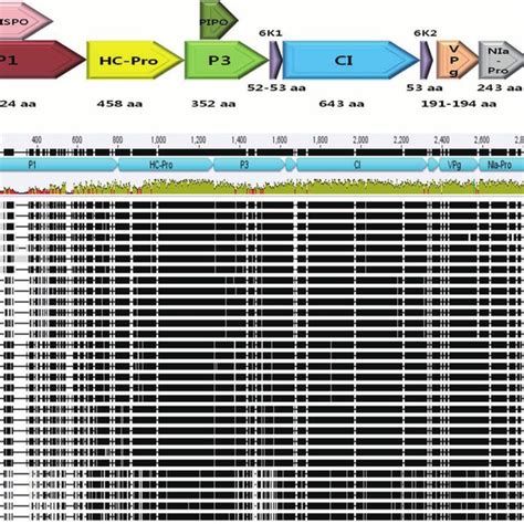 Genome Organization Of The Spfmv Group Of Potyviruses P1 Protein 1 Download Scientific