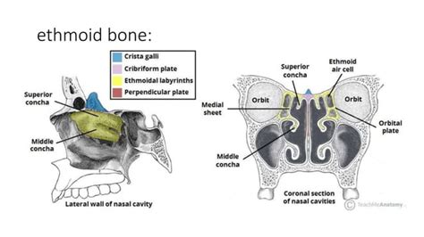 Endoscopic Anatomy Of Ethmoid Bone Ppt