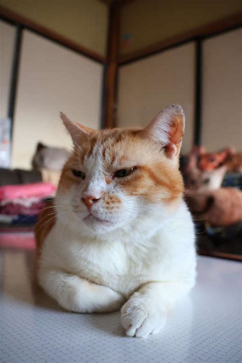 うずまきんー かご猫 Blog