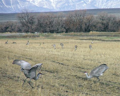 Sandhill Crane Hunting
