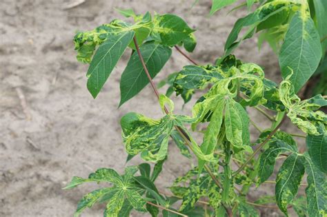 Symptoms Of Cassava Mosaic Disease Cmd On Cassava An Infected Plant